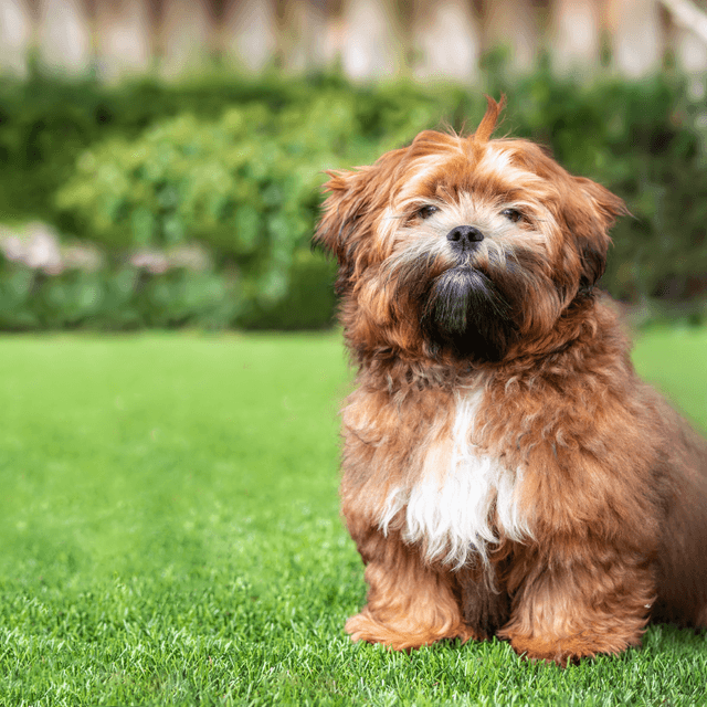 Shichon Breed Facts, Information, and Characteristics | PuppySpot