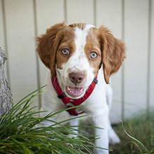 All Breeds | PuppySpot